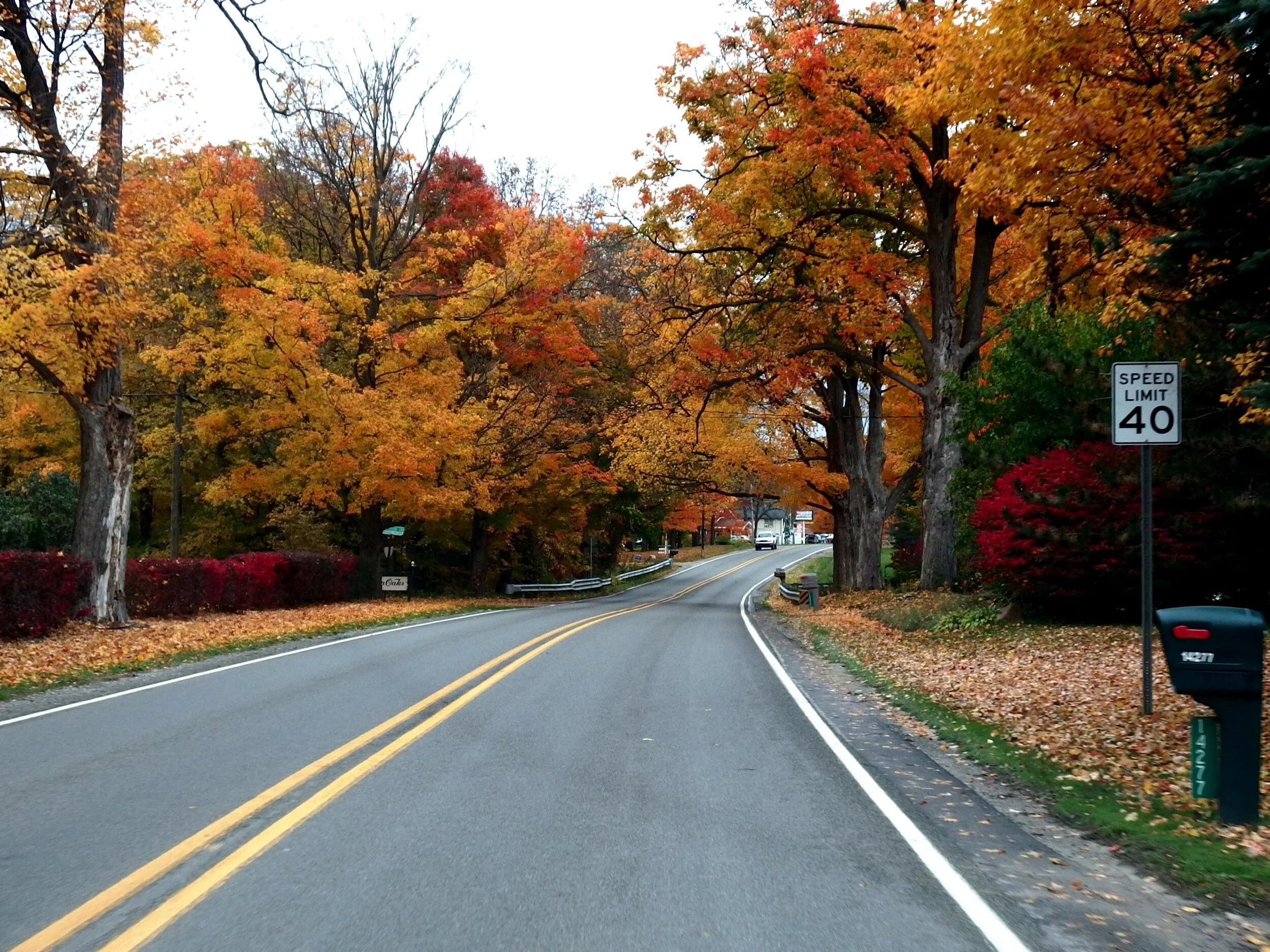 Leaves Longings — ROAD REPORT Journal