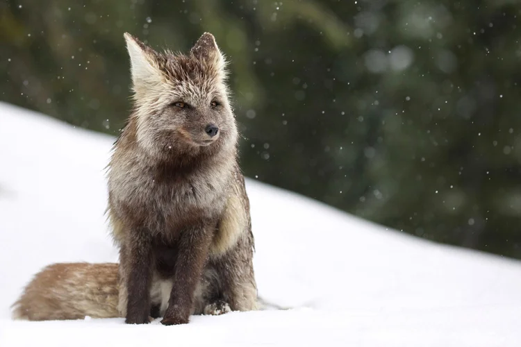 Cascades Carnivore Project