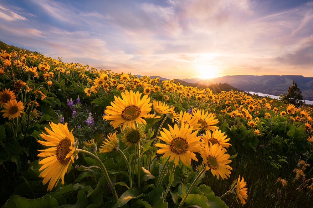 Columbia River Gorge Spring Review — Michael Bollino Photography