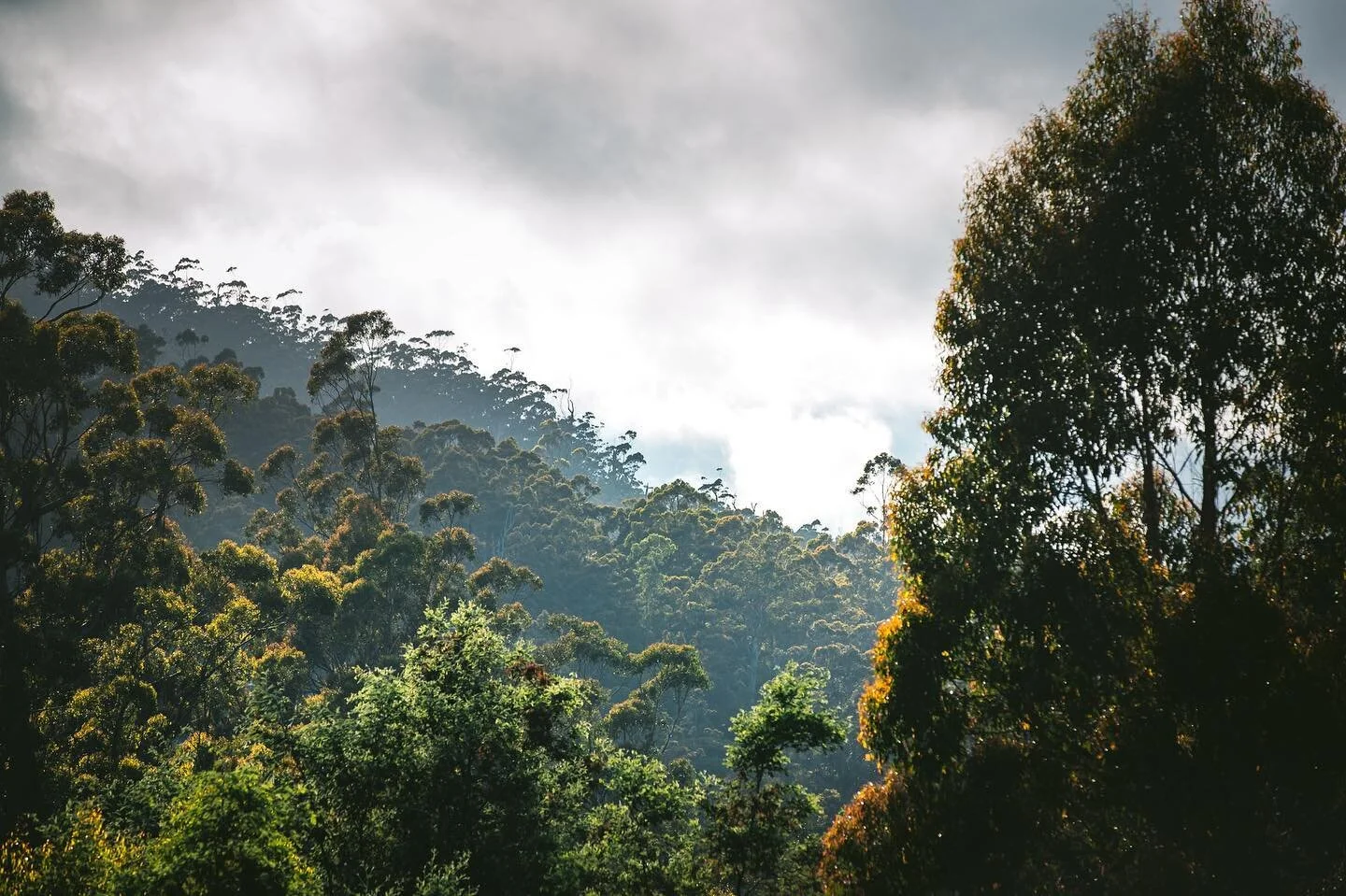 Derby Forest Cabins at Bluederby