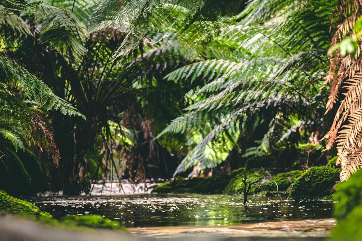 Derby Forest Cabins at Bluederby