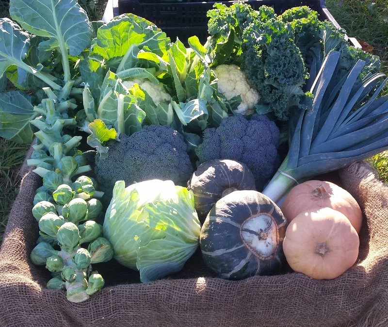 FALL CSA — Natural Earth Organic Farms