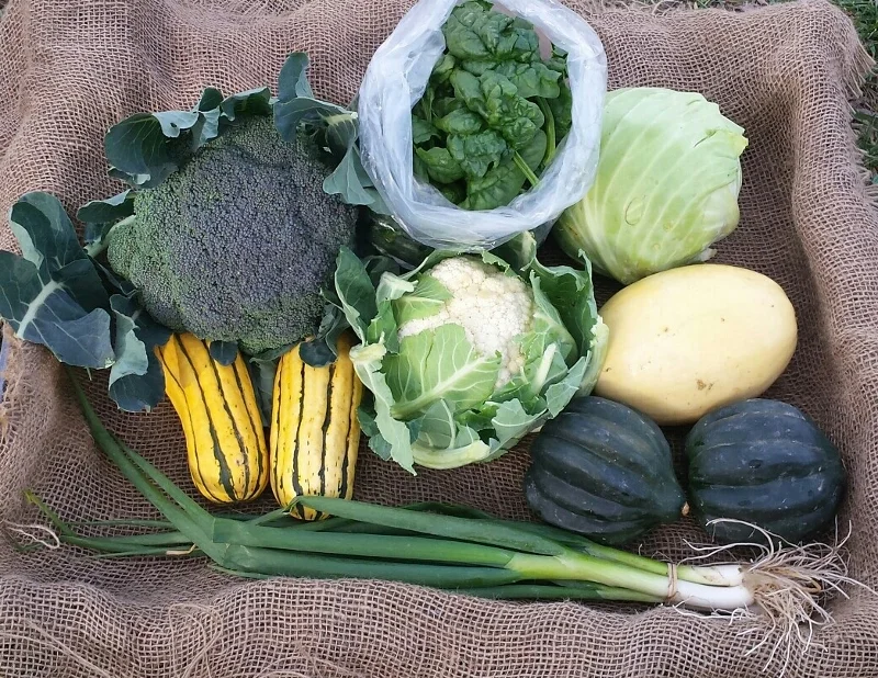 FALL CSA — Natural Earth Organic Farms