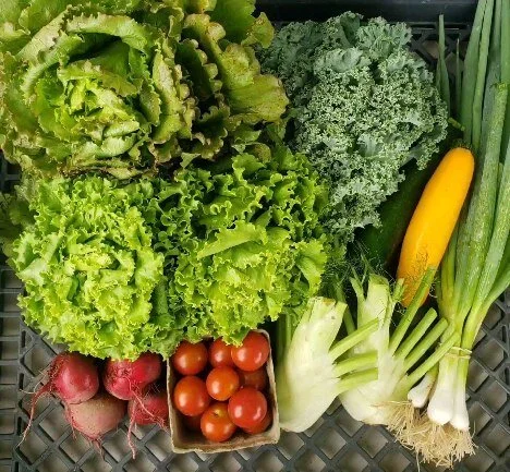 Natural Earth Organic Farms