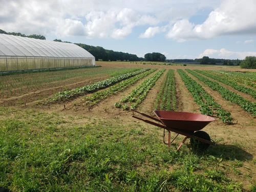 Natural Earth Organic Farms