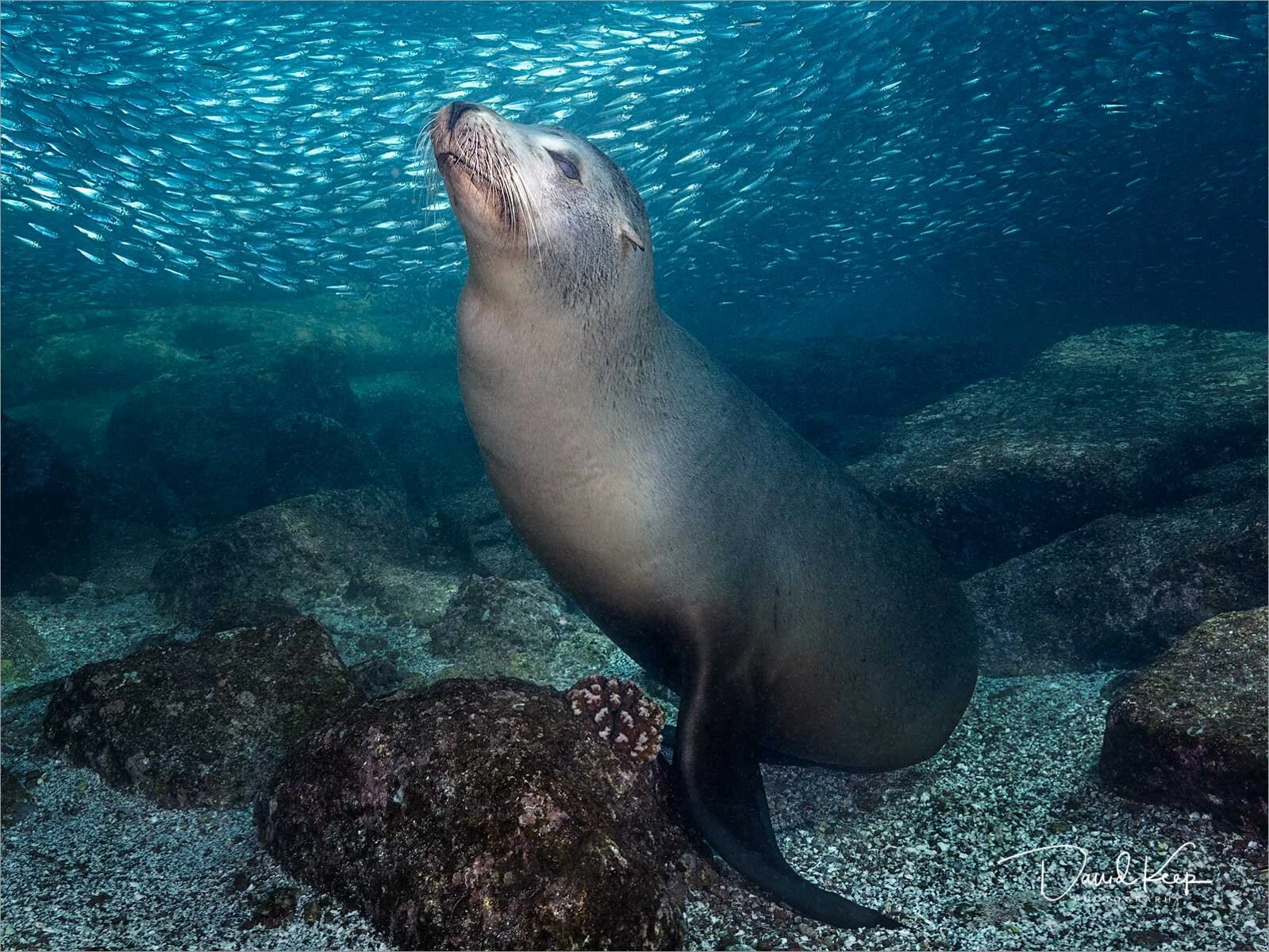 Sea Lion Underwater