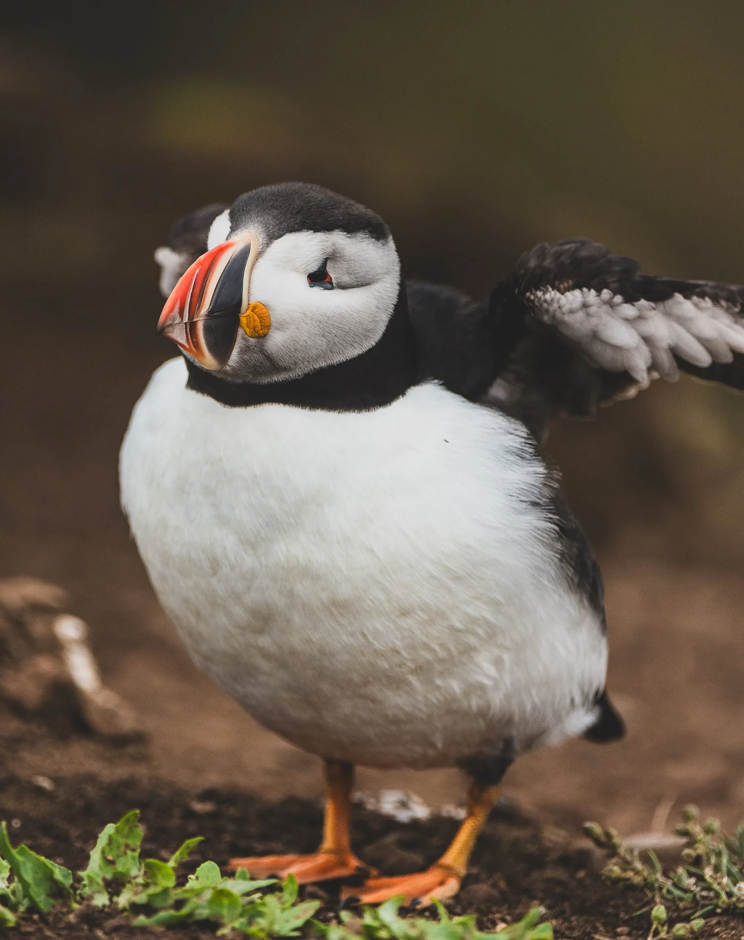Skomer Island Puffins — Ian Mayou Photography