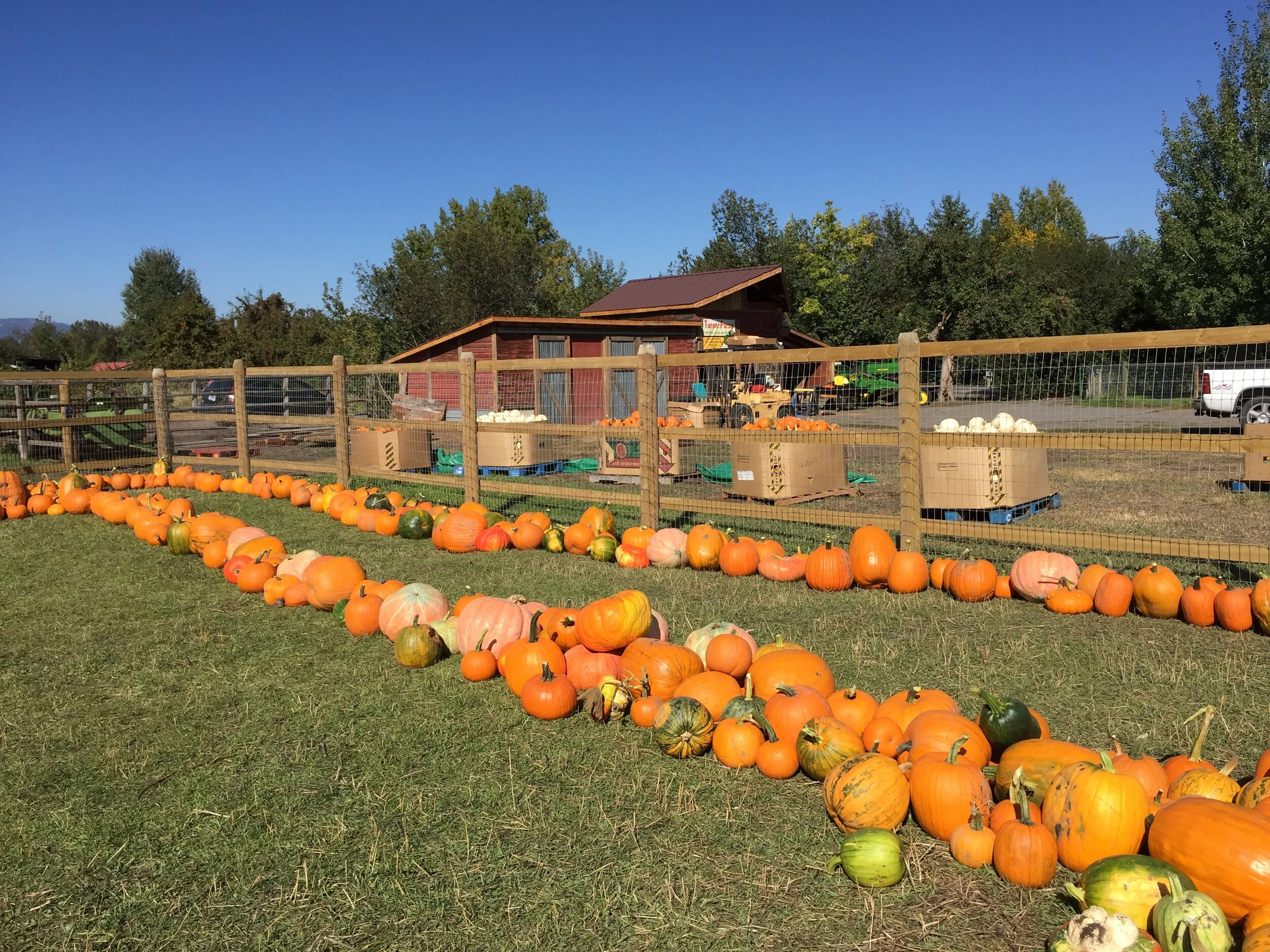 Pumpkin Patch — Turner Farms 406