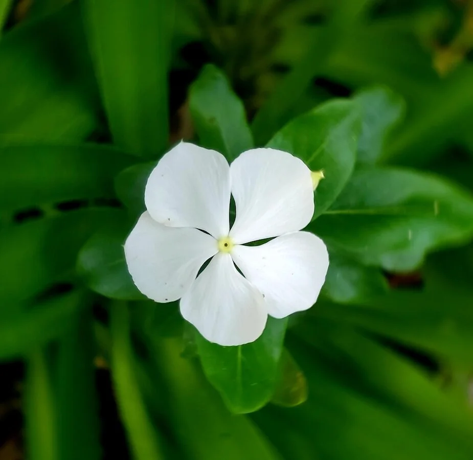 Photographic Musings ☆ July 2020 — Natasha Sanchez