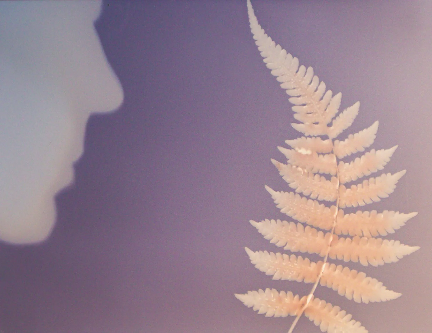 Lumen Prints — Natasha Sanchez
