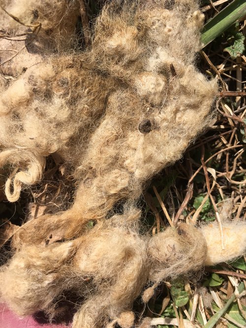 How to skirt and Clean a Fleece — Mother of Purl
