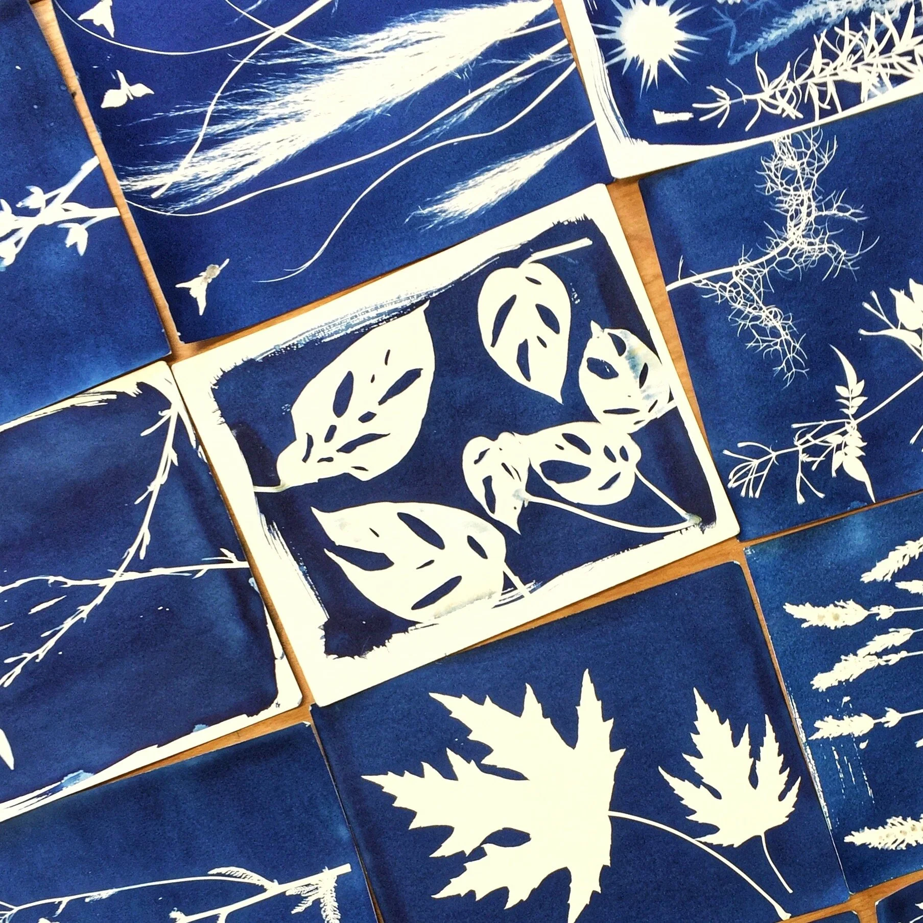 Blue Magic: Cyanotype Basics Video — linda clark johnson | artist