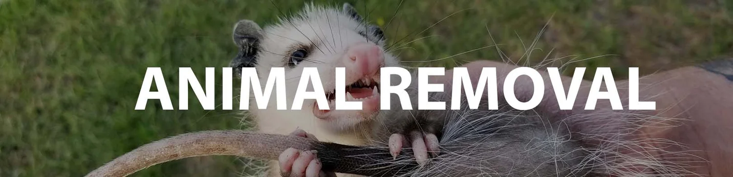 Coastal Wildlife Removal - Animal Removal Specialists