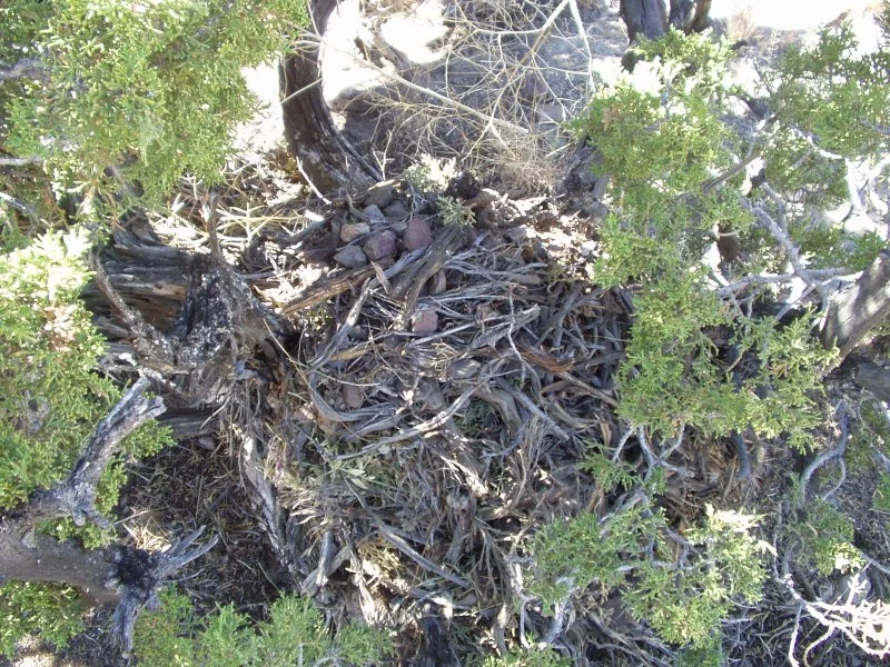 Rats & Mice — Coastal Wildlife Removal