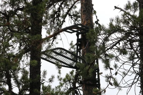 Saskatchewan Black Bear Hunting