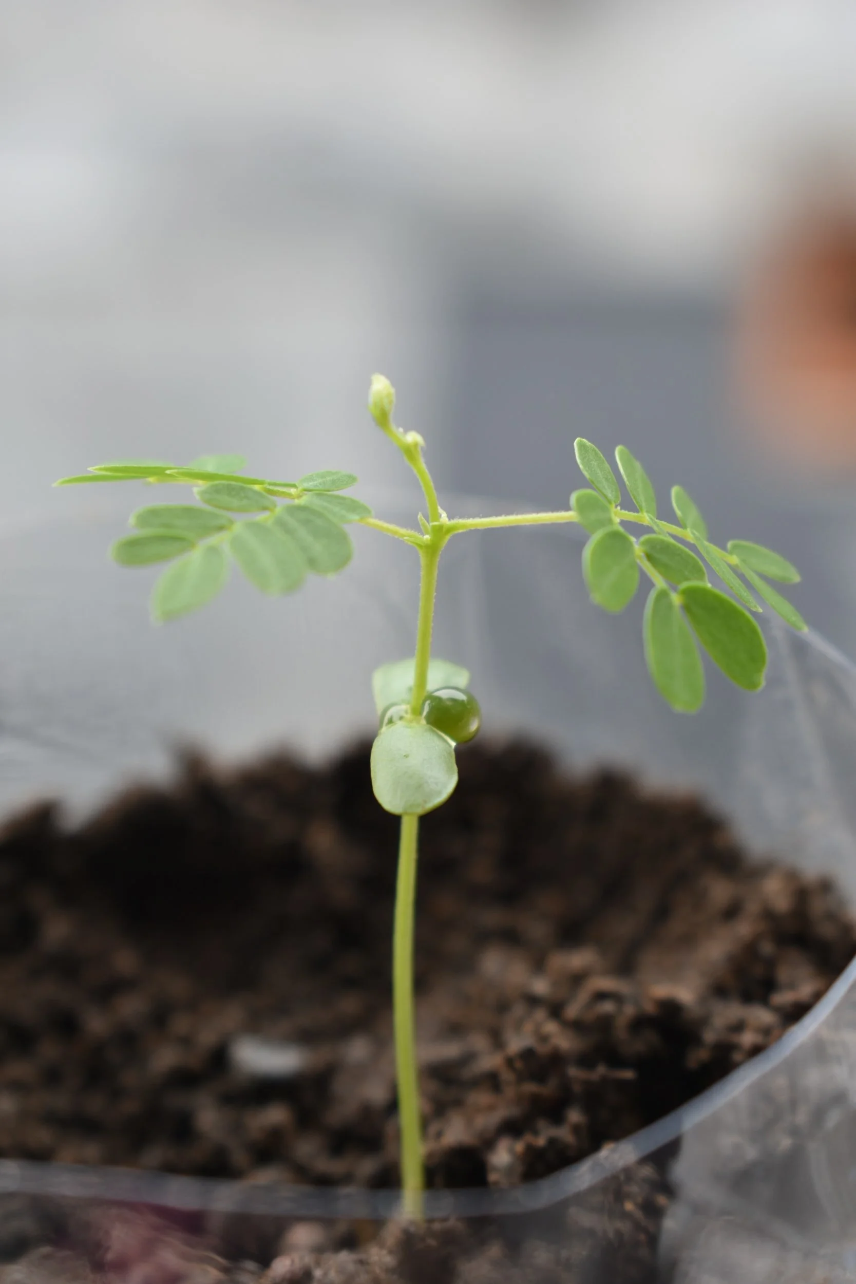 What Are Core Needs in Schema Therapy?