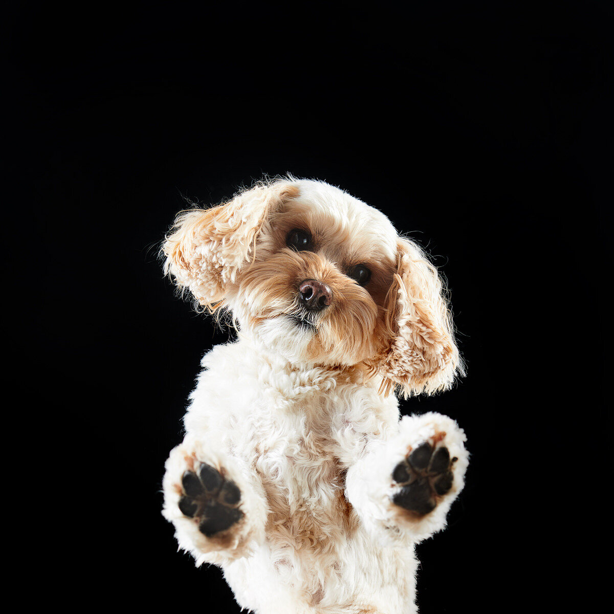 Wisconsin Dog Photographer based in Wausau