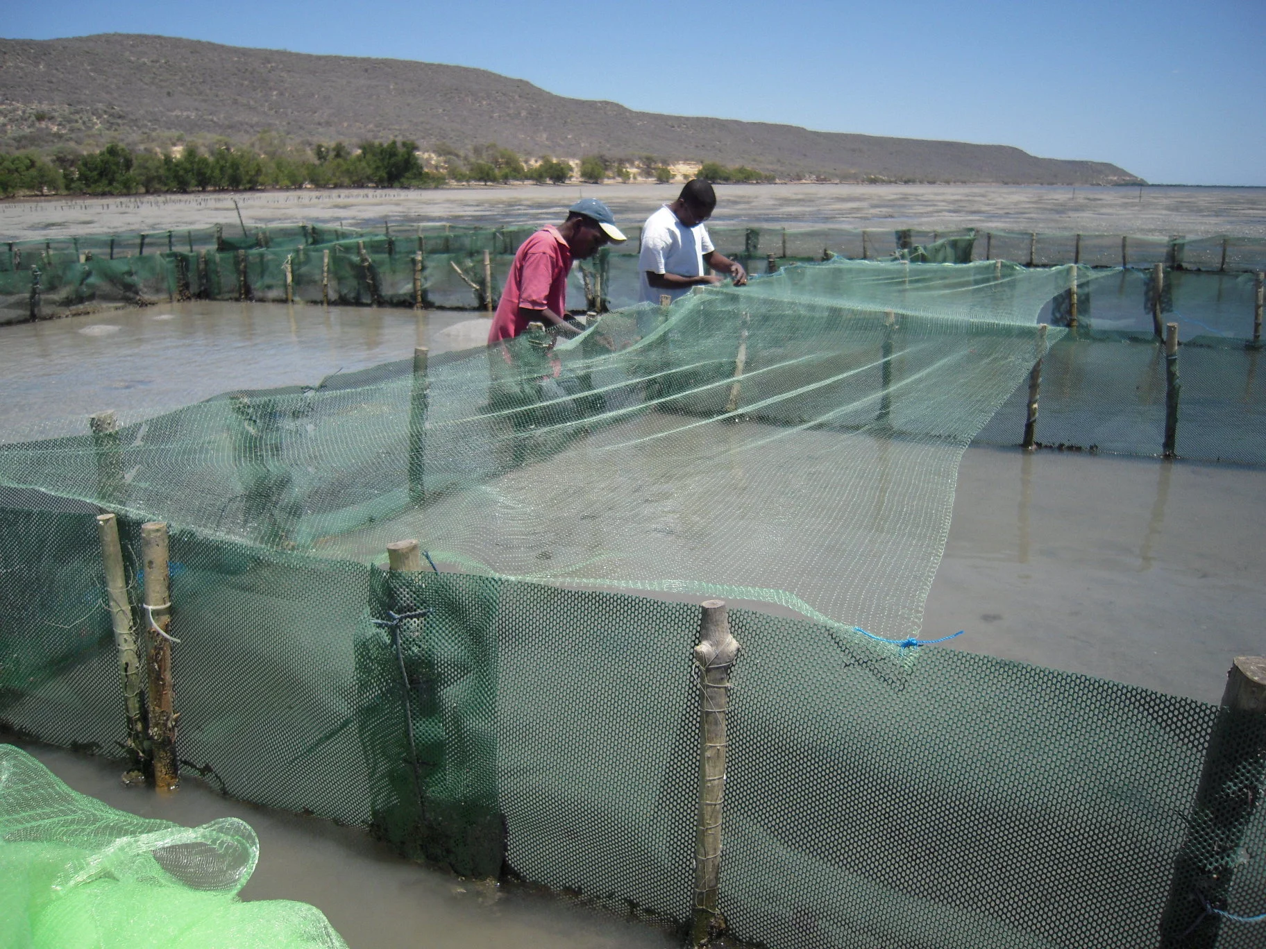 Home — Indian Ocean Trepang