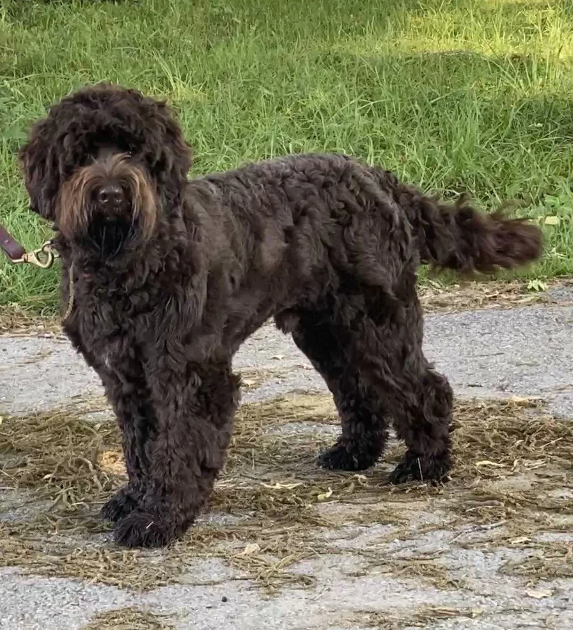 Mini and Medium Labradoodles