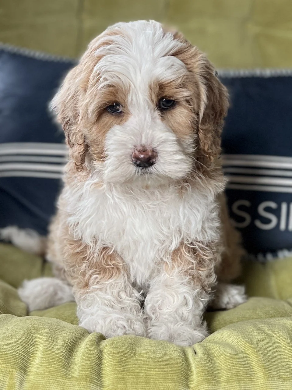 Mini and Medium Labradoodles
