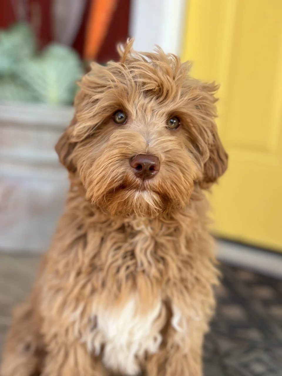 Mini and Medium Labradoodles