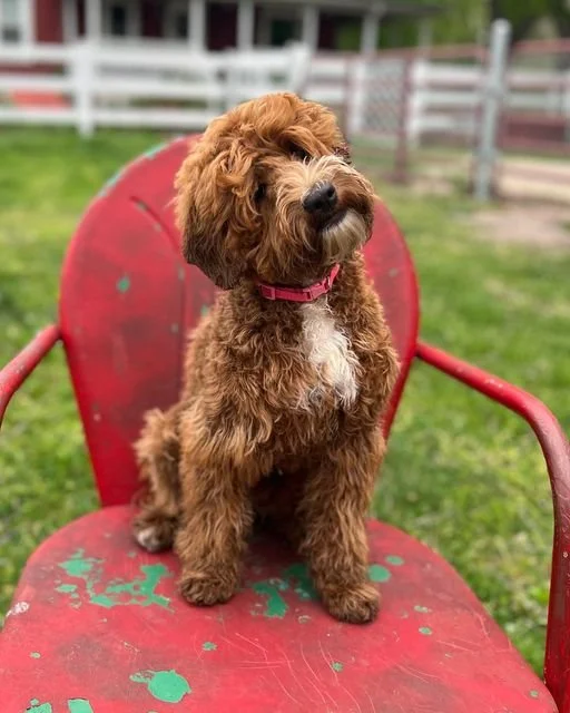 Mini and Medium Labradoodles
