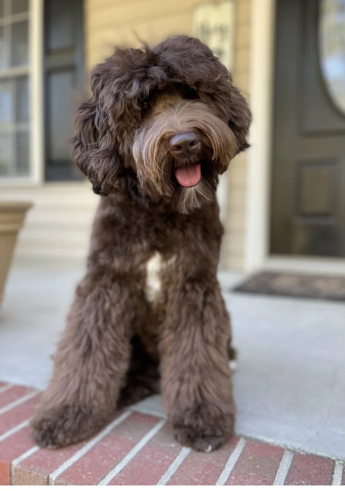 Mini and Medium Labradoodles