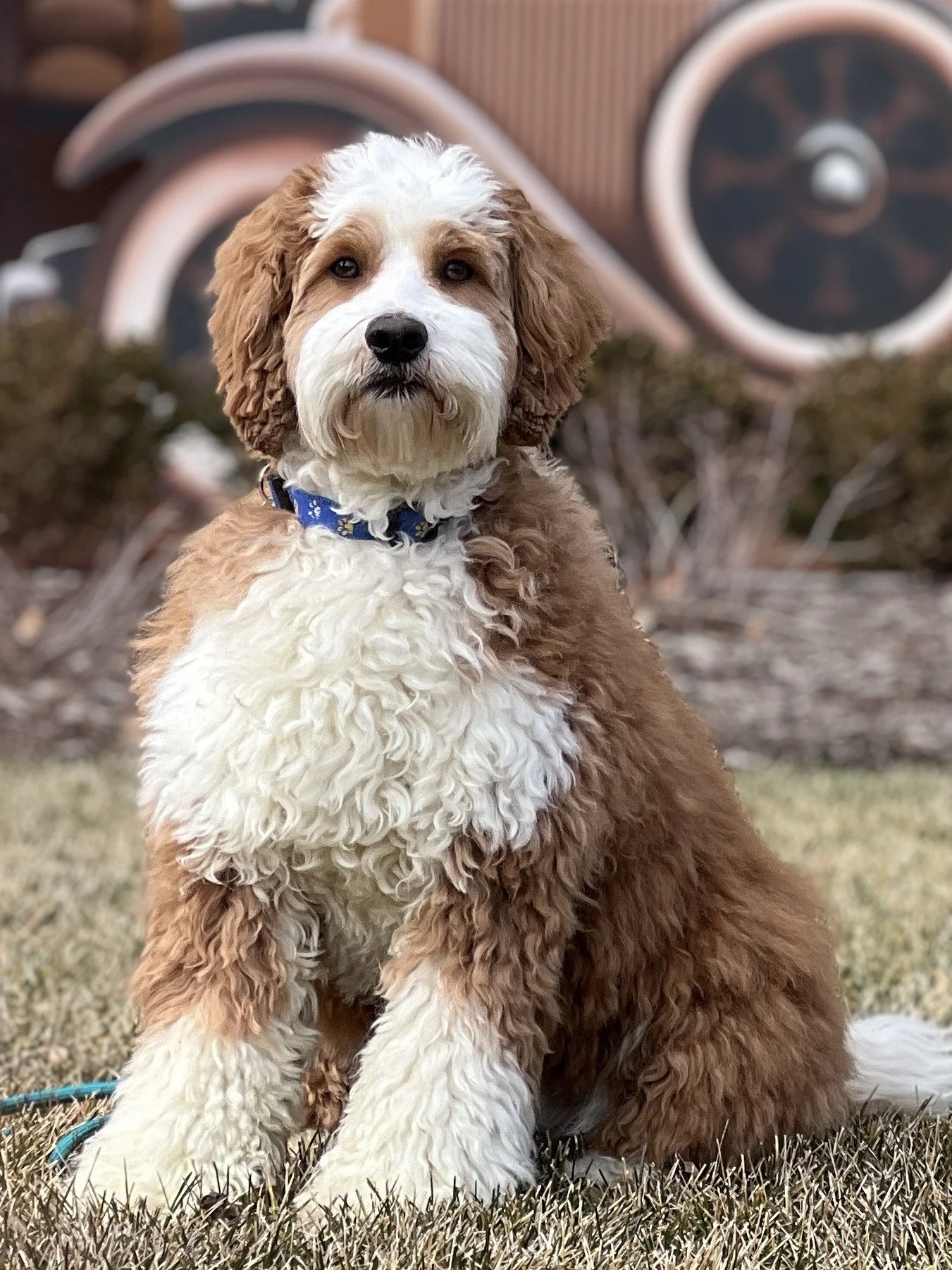 Mini and Medium Labradoodles
