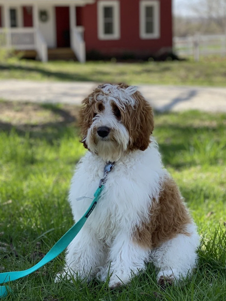 Mini and Medium Labradoodles