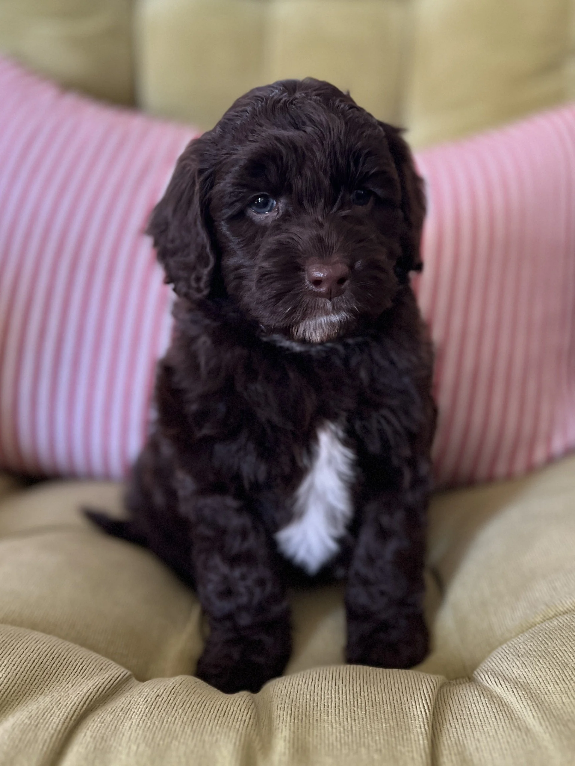 Mini and Medium Labradoodles