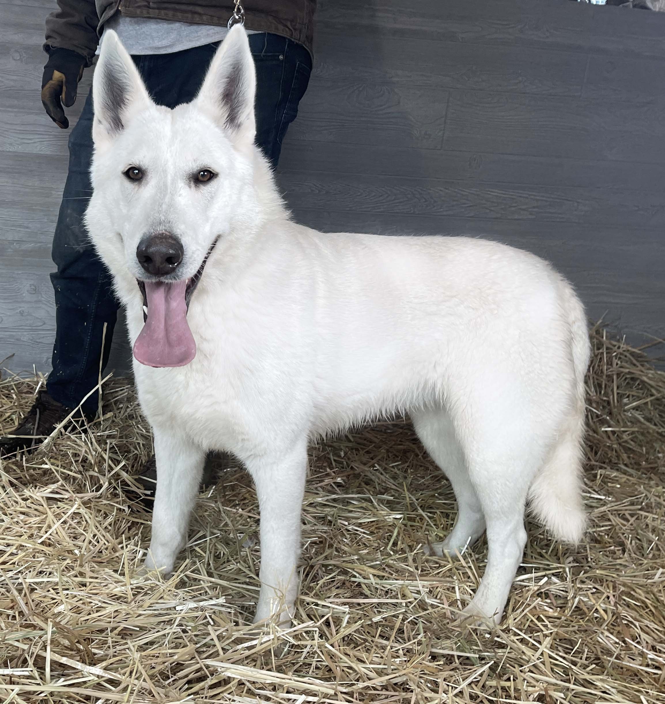 Purebred White German Shepherd