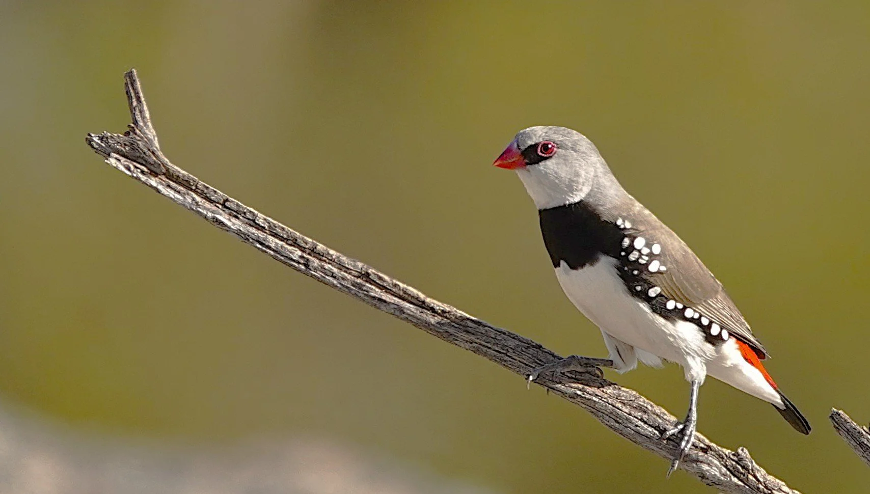 Melbourne AND VICTORIA Birding Tours — Birding Victoria