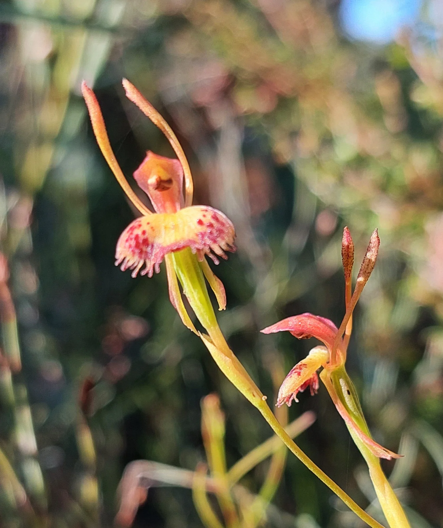 Orchids — Birding Victoria