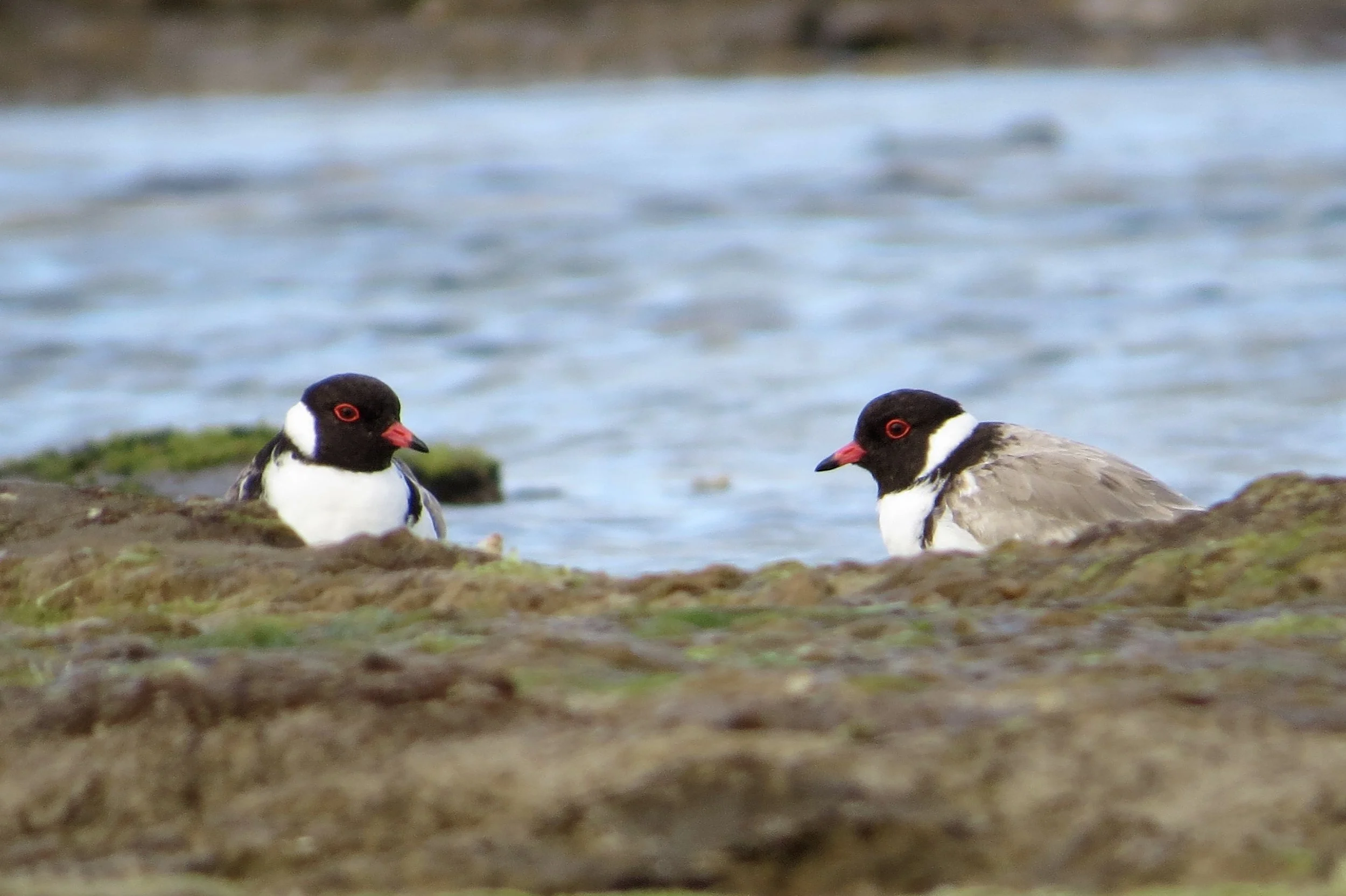 Western Victoria — Birding Victoria