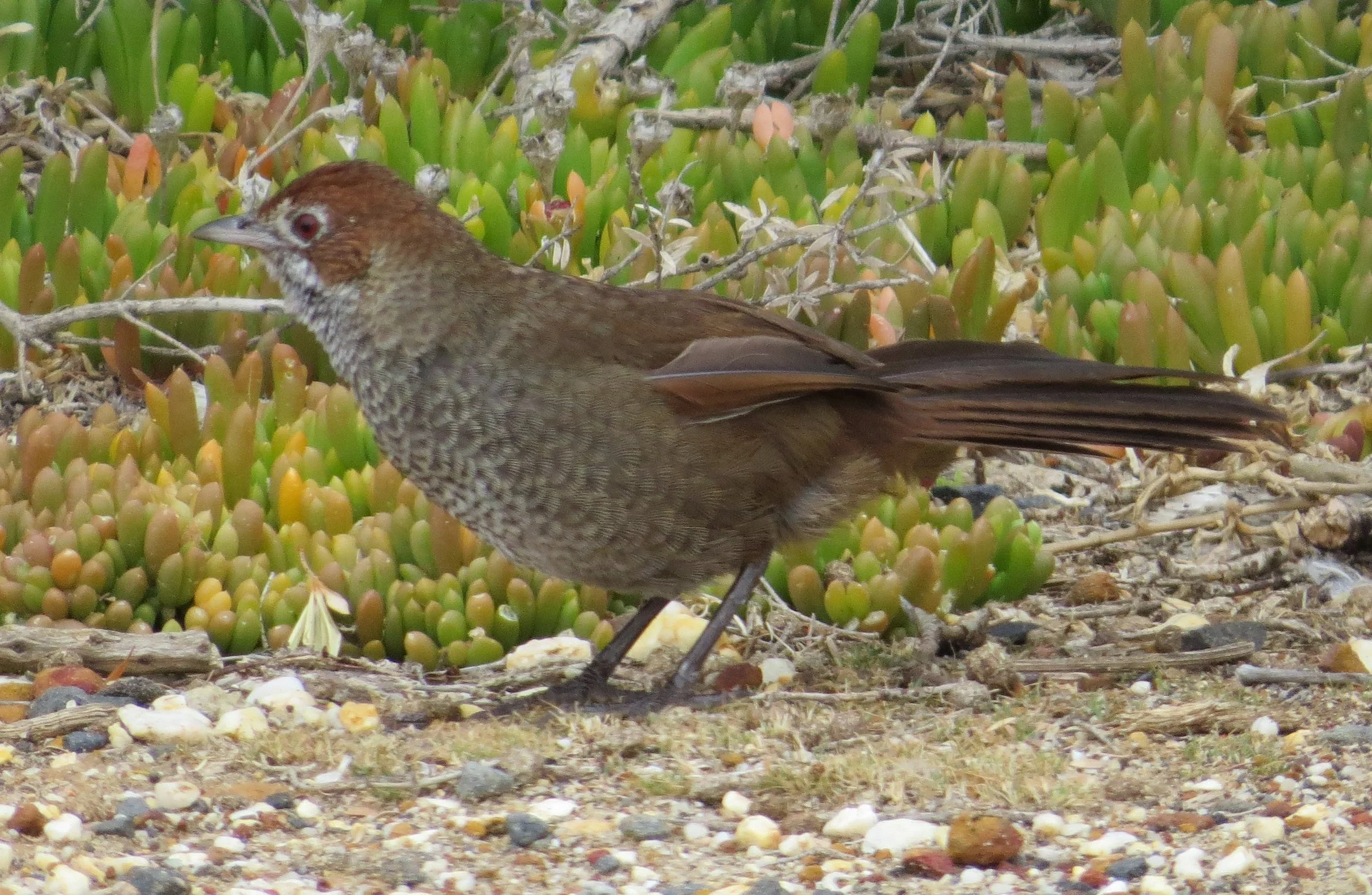 Western Victoria — Birding Victoria
