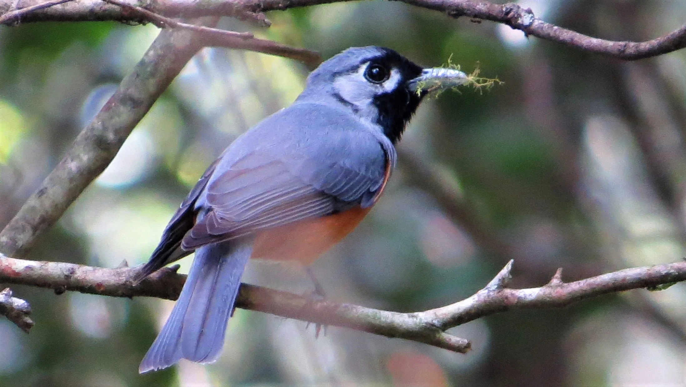 Gippsland — Birding Victoria