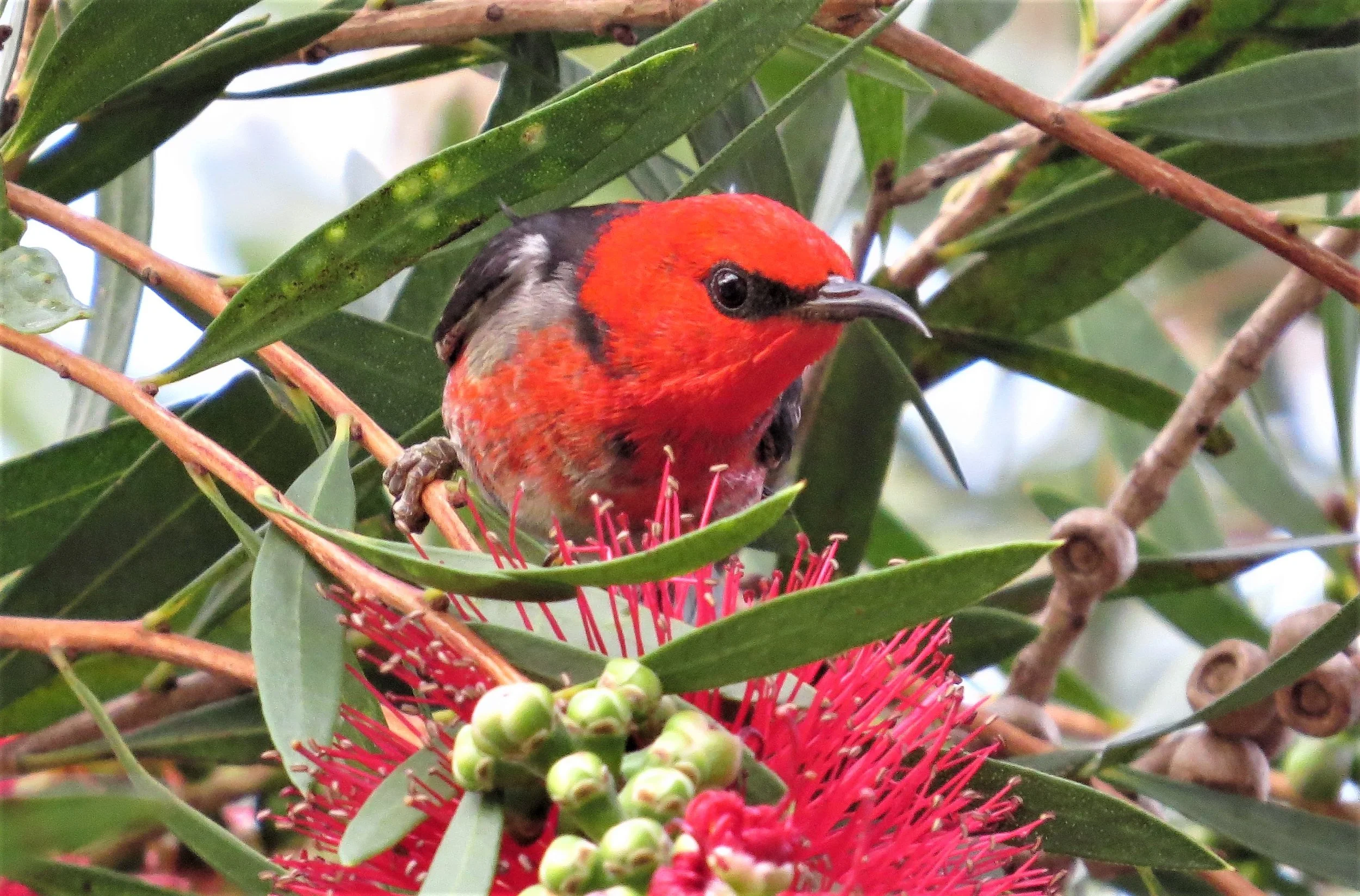Gippsland — Birding Victoria