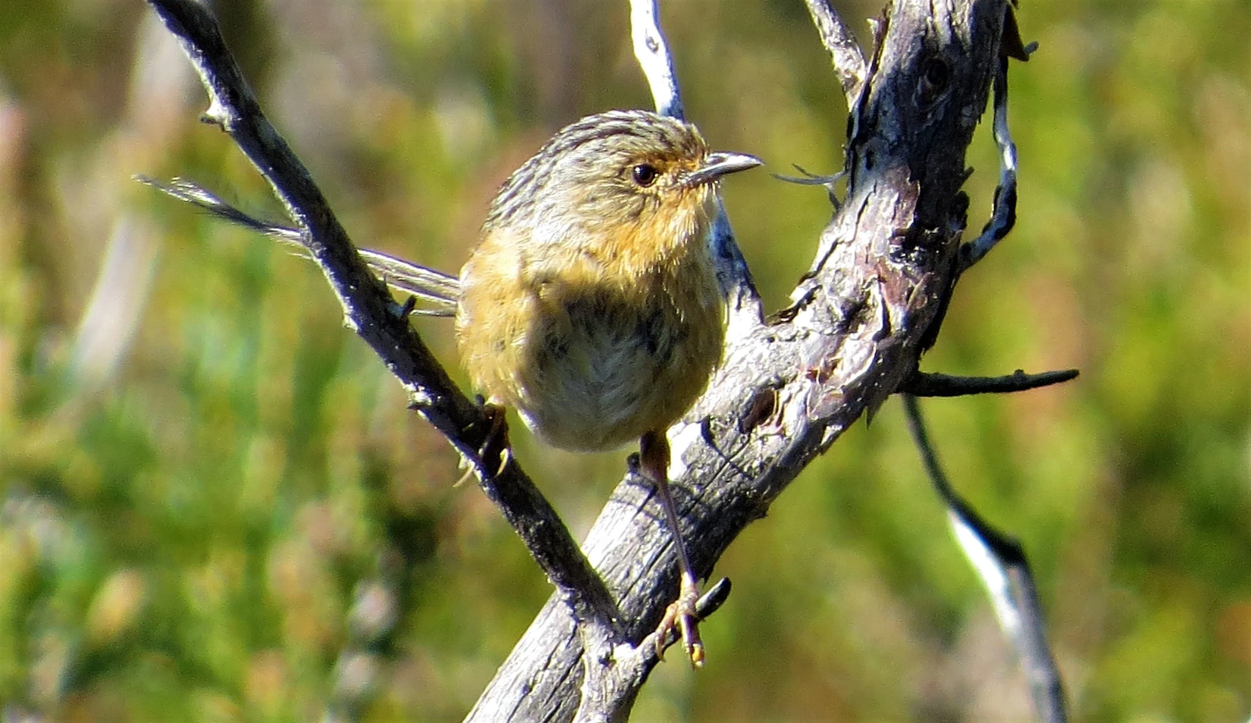 Gippsland — Birding Victoria