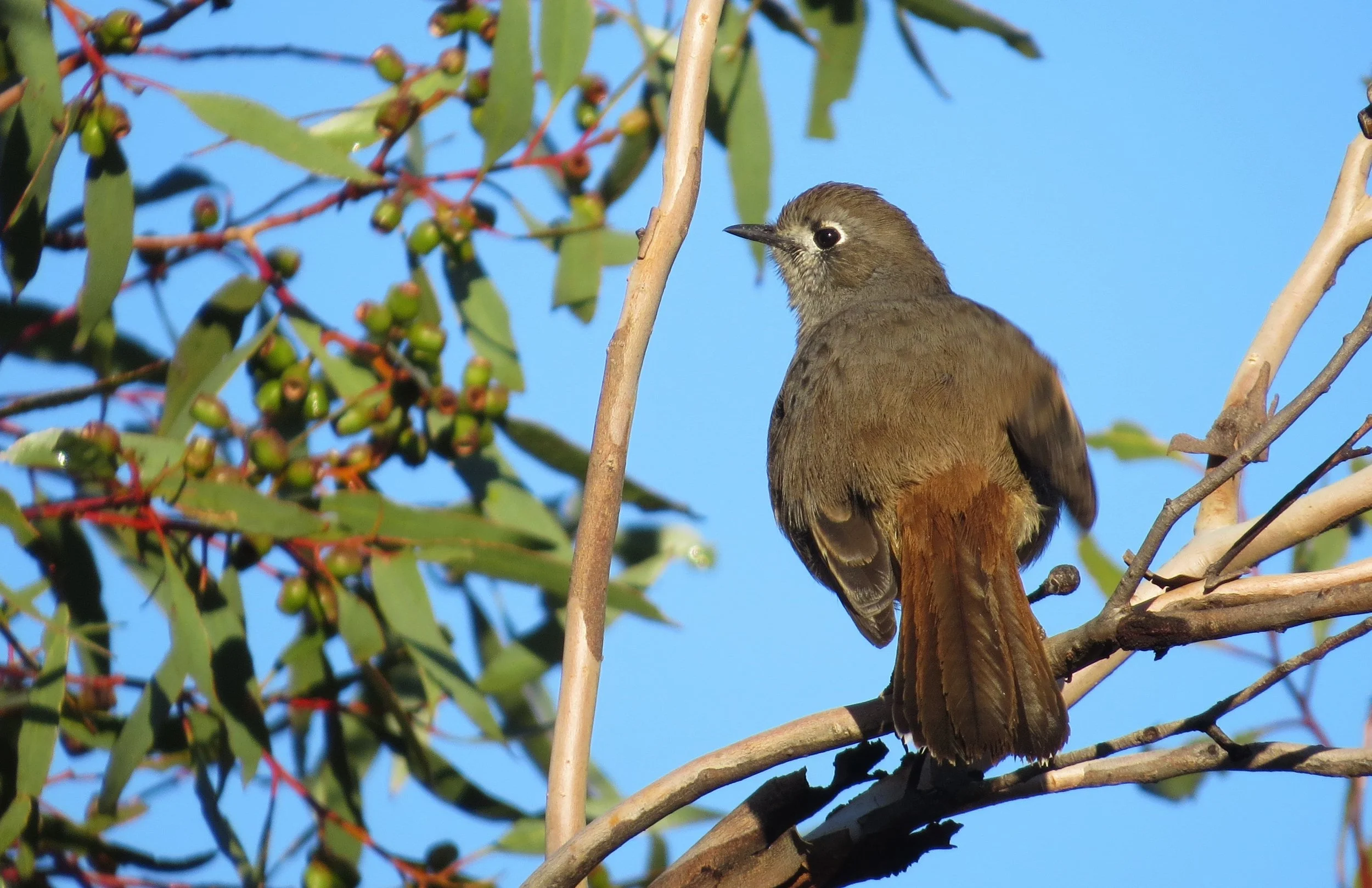 The Mallee, North-West Victoria — Birding Victoria