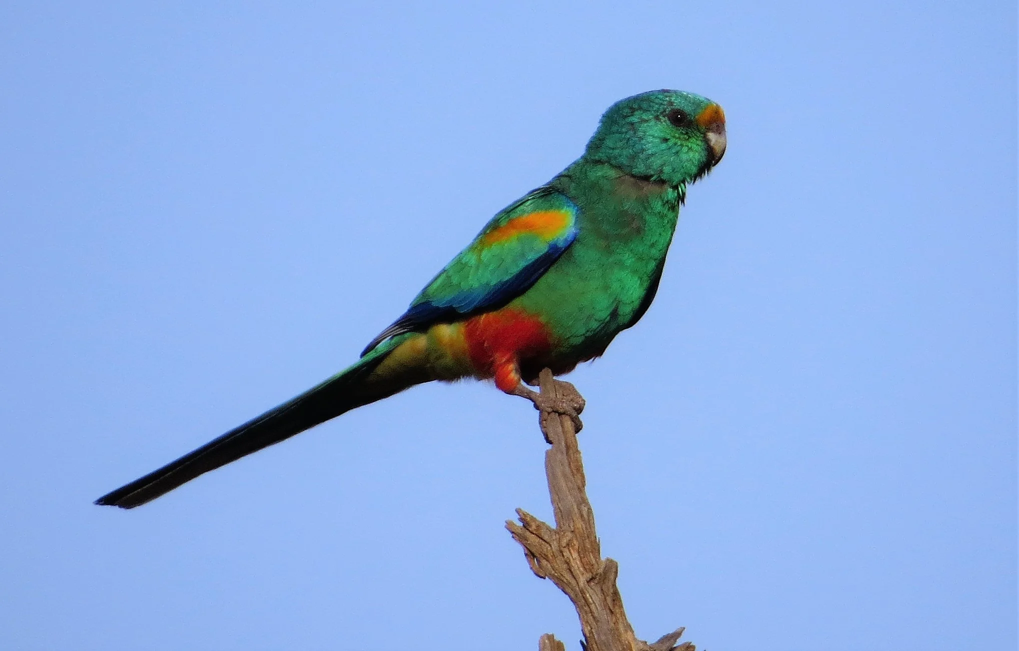 The Mallee, North-West Victoria — Birding Victoria