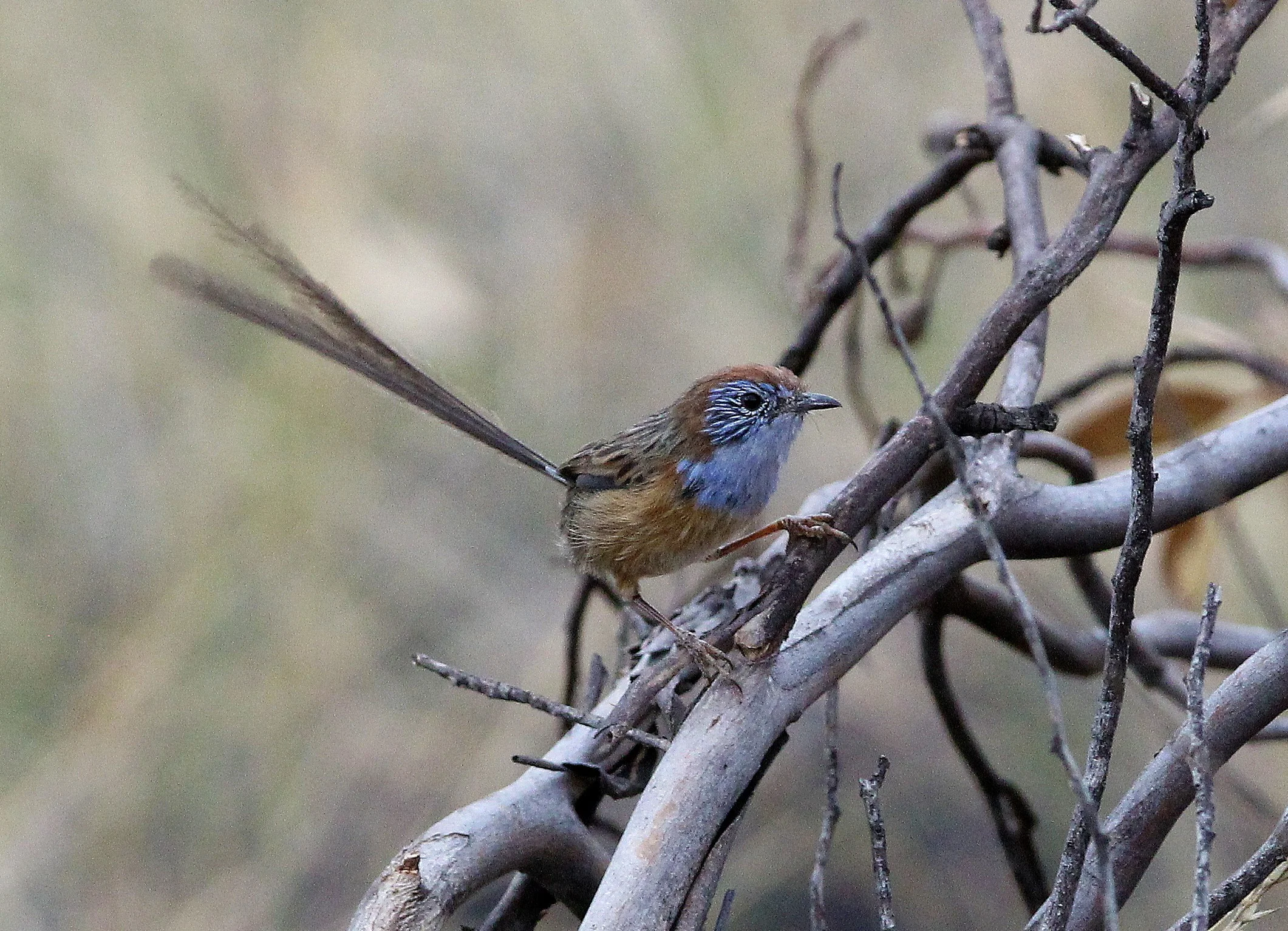 The Mallee, North-West Victoria — Birding Victoria