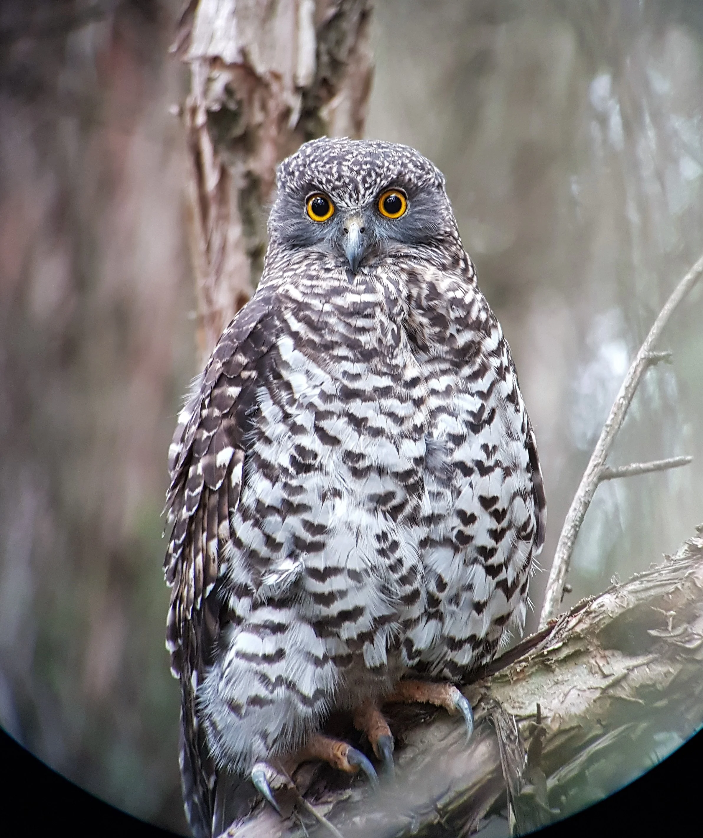 Melbourne and Surrounds — Birding Victoria