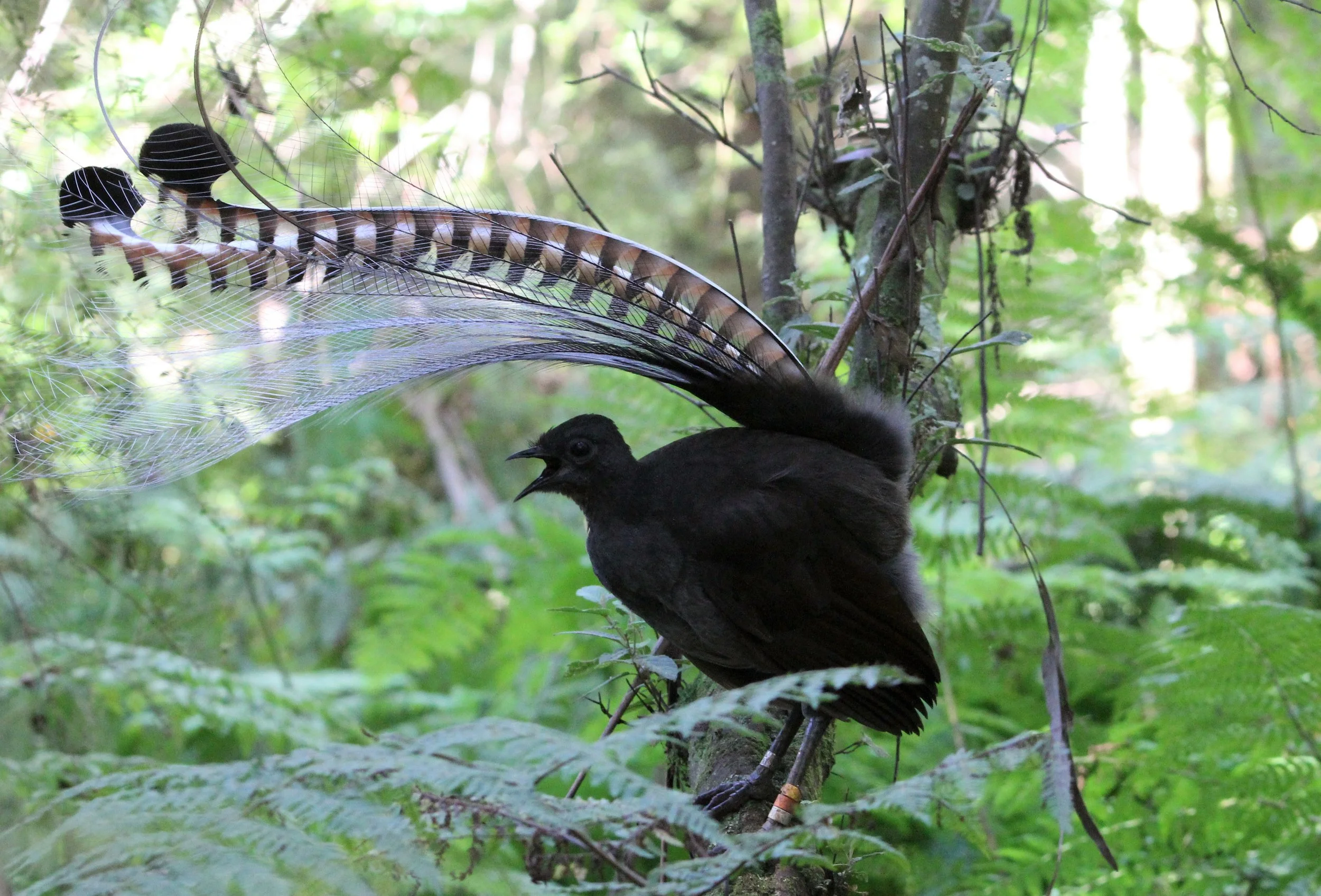 Melbourne and Surrounds — Birding Victoria