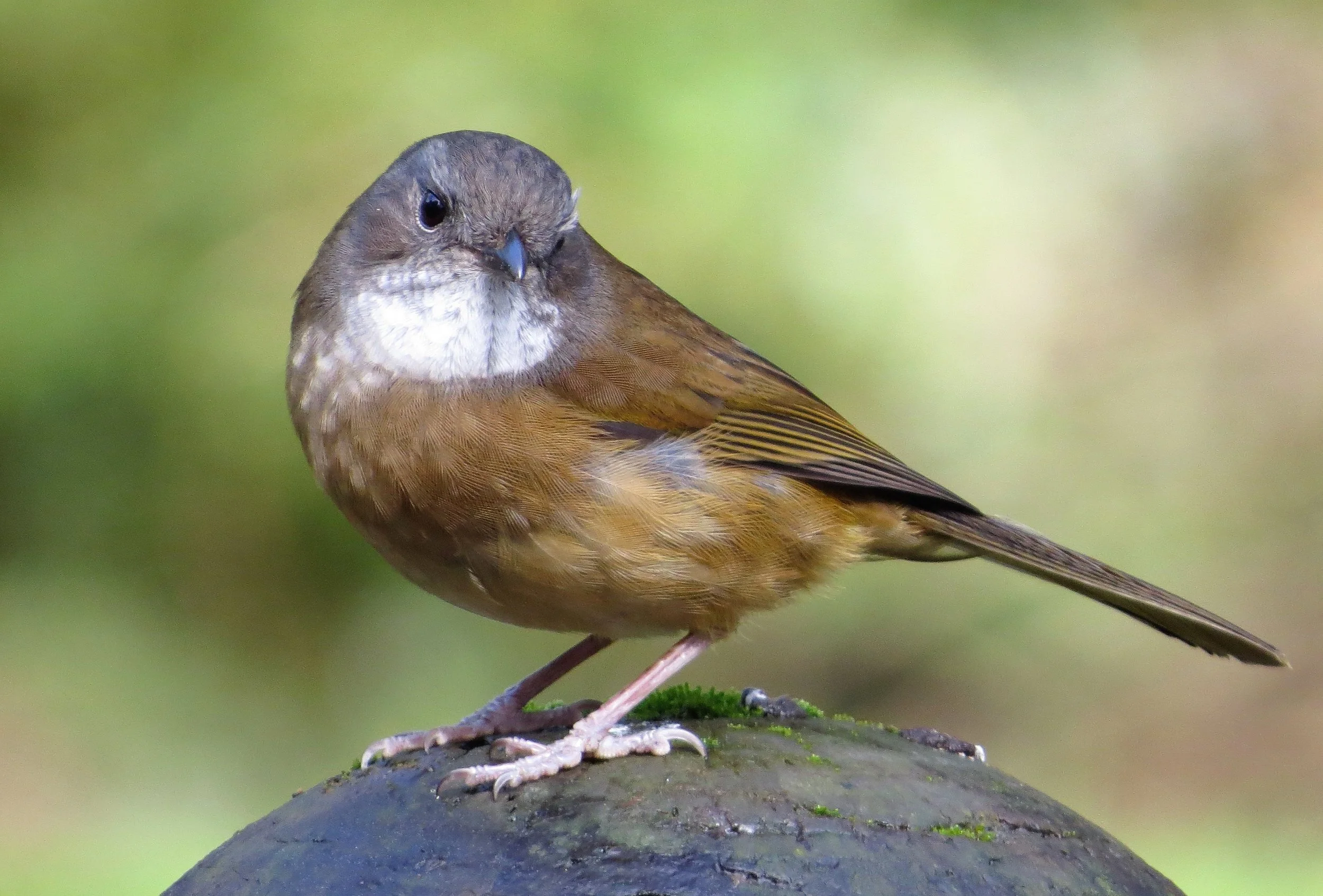 Melbourne and Surrounds — Birding Victoria