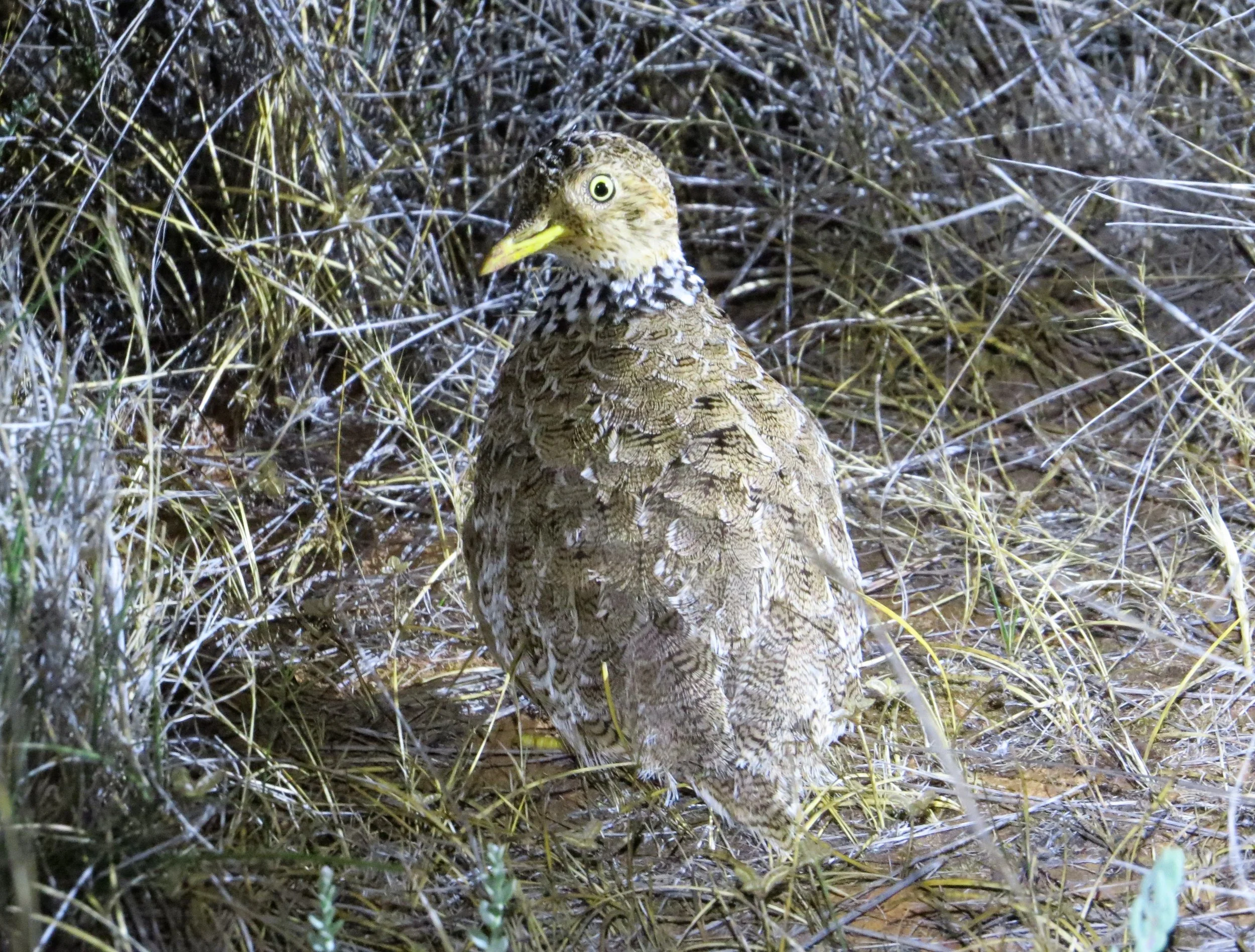 Birding News — Birding Victoria — Plains-wanderer update