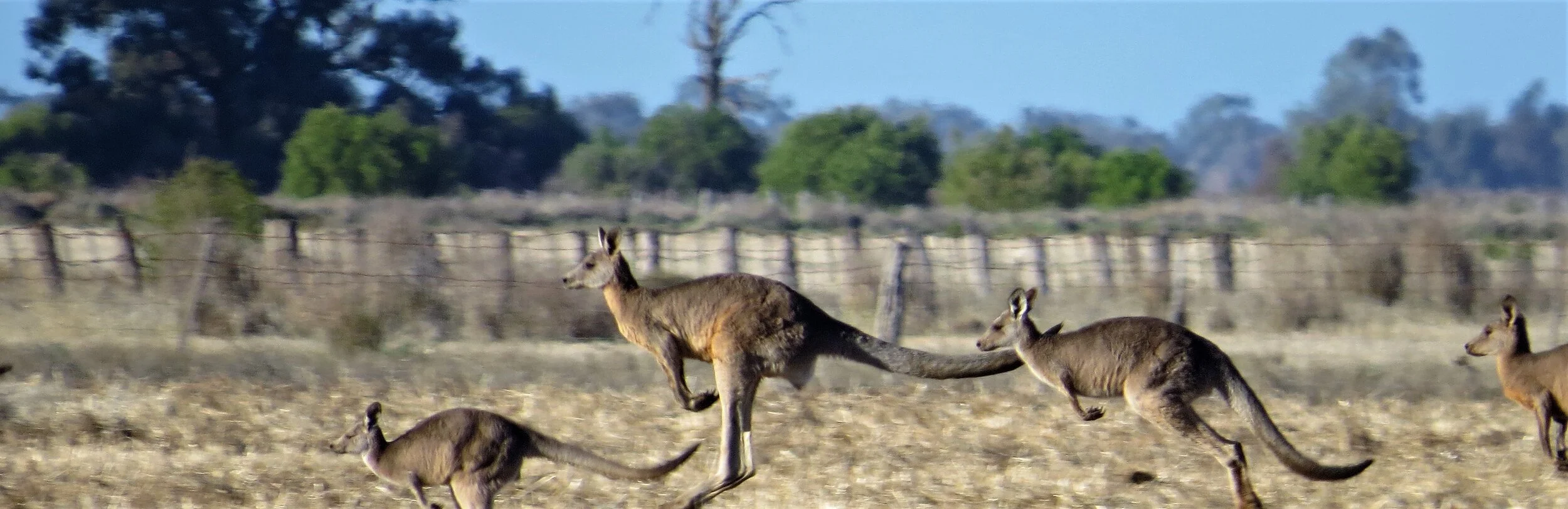 Carnivorous Kangaroo