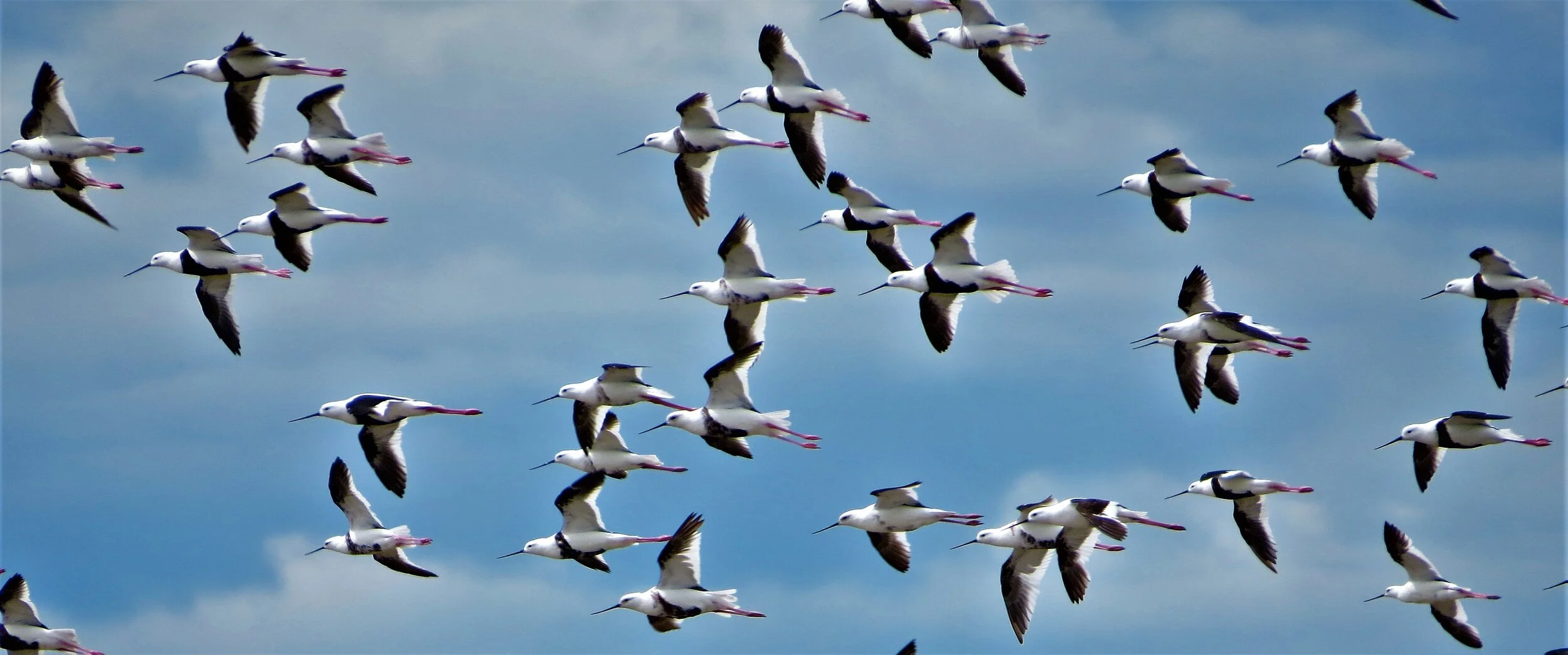 Melbourne AND VICTORIA Birding Tours — Birding Victoria