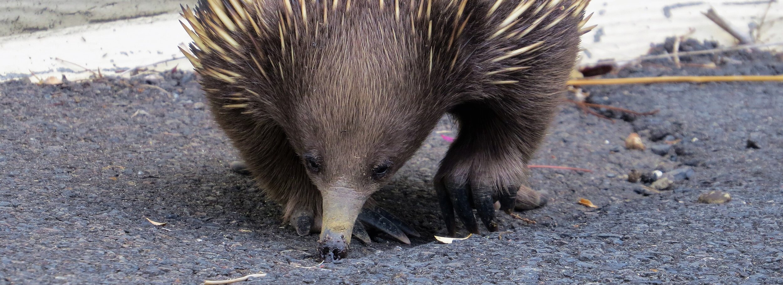 Mammals — Birding Victoria