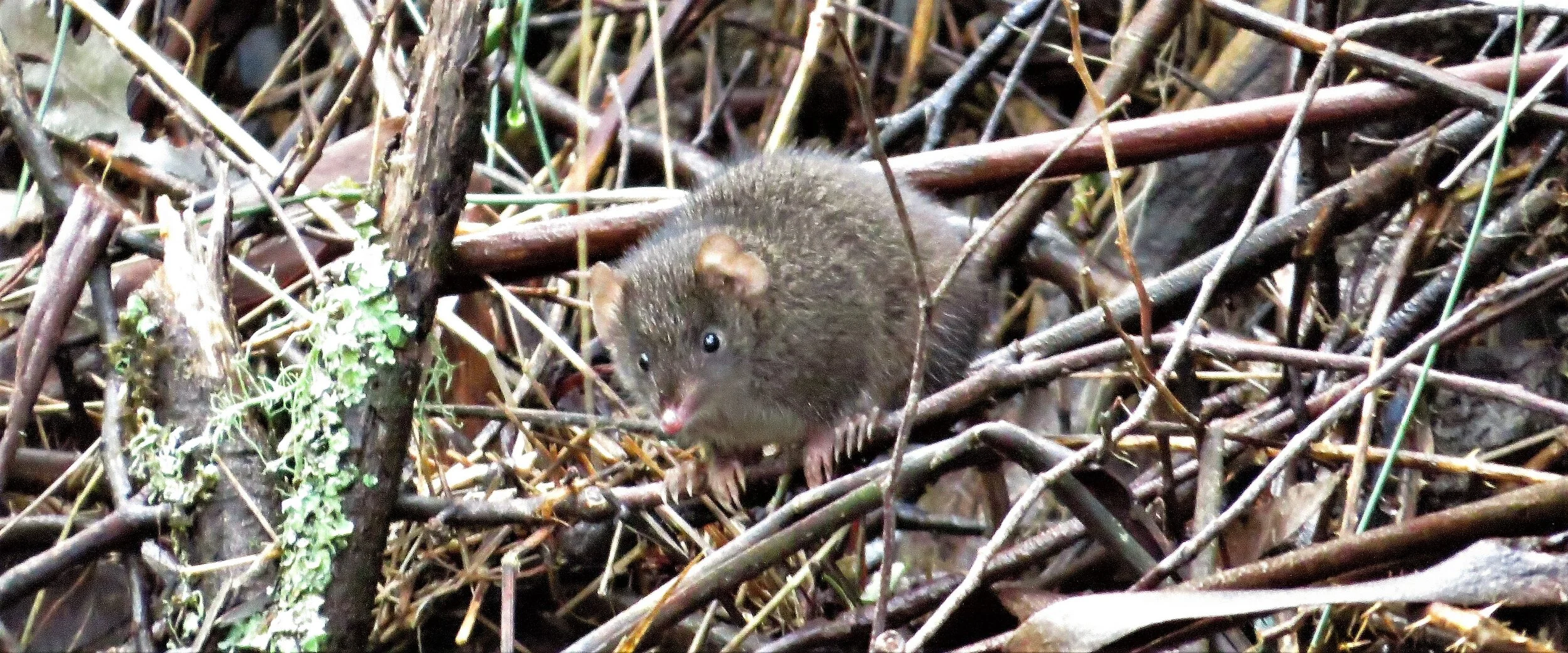 Mammals — Birding Victoria