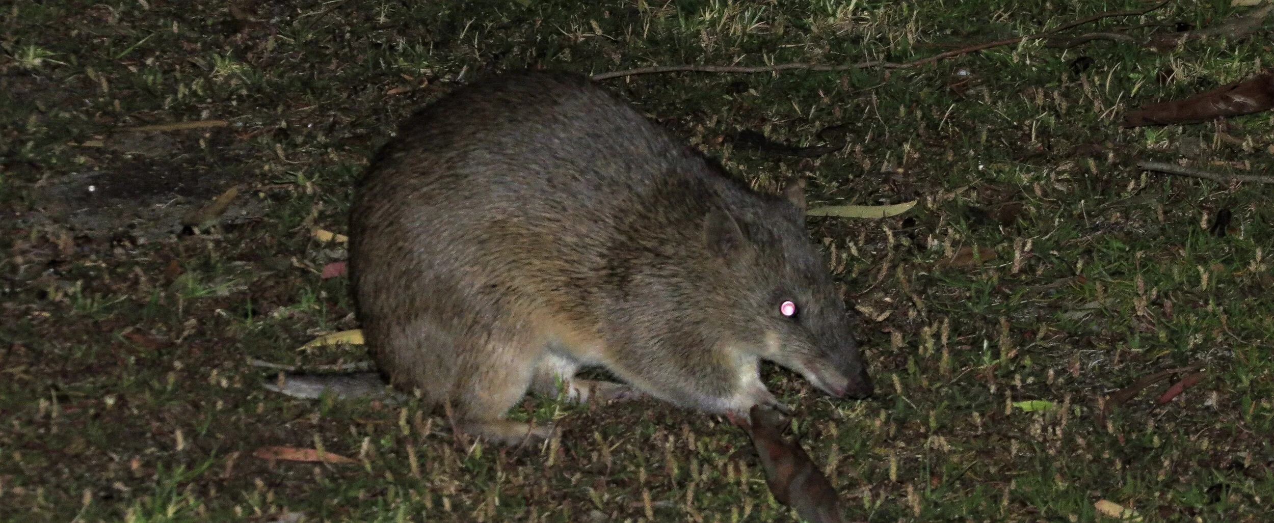 Mammals — Birding Victoria